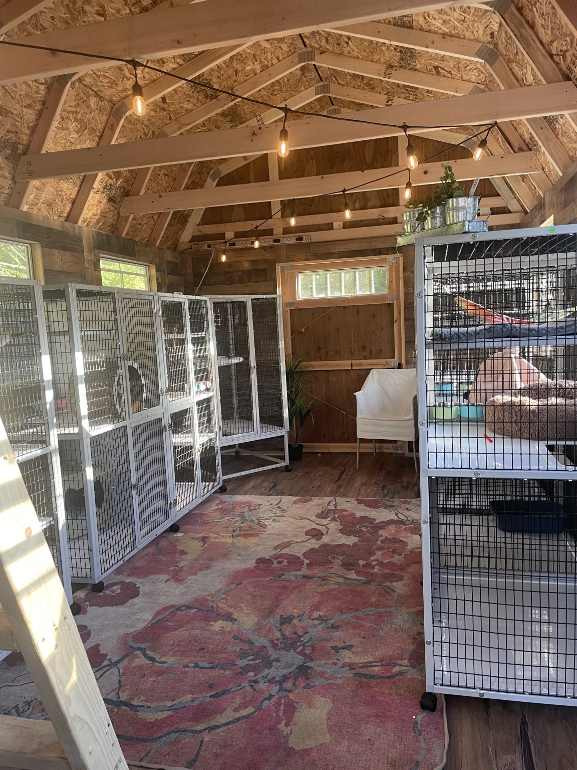 Service for Cats | Rosedale Pet Resort